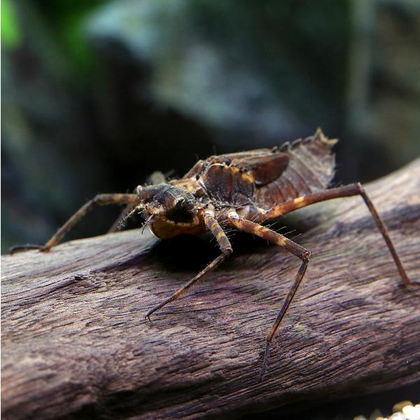 PF_SPQ　昆虫　水中生物　トンボ　ヤゴ　トンボ目　サナエトンボ科　アジアサナエ属　Macromia　amphigena　水生昆虫　水棲昆虫　20260429　y26m04　2026zenki　JA　weeklyinsect　irupaq...