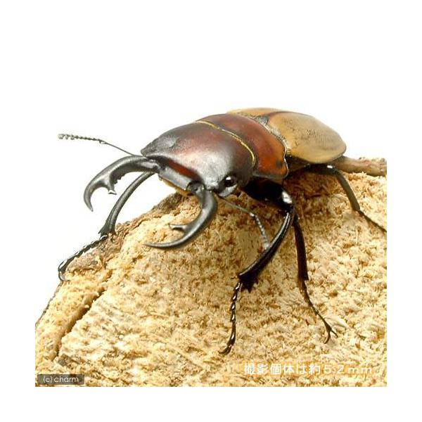 PF_SPQ　クワガタ　nesia_insect　▲クワガタ　オドントラビス　カブト・クワガタ・用品　カブトムシ・クワガタ　外国産クワガタ　成虫　ツヤ　ツヤクワ　ゾンメル　y26m04　2026zennki YO