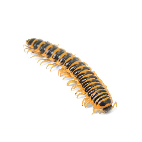 PF_SPQ　_insect　昆虫　Riukiaria　chelifer　insect_database　ヤットコアマビコヤスデ　その他昆虫　奇蟲　奇虫　ヤスデ　ムカデ　20260520　y26m05　2026zenki　JA　konget...