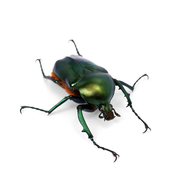 PF_SPQ　カブト・クワガタ・用品　カブトムシ・クワガタ　外国産カブト（幼虫）　20150204　ｙｍ　ハナムグリ　ブンブン　トルクアータ　オオツノハナムグリ　gIPaR2ix_kncu