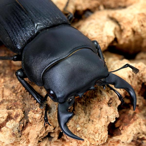 PF_SPQ　nesia_insect　クワガタ　外国産クワガタ　ドルクス　リツセマオオクワ　パリーオオクワ　Dorcus　ritsemae　volscens　20260523　y26m05　2026zenki　JA　kongetsunyu...