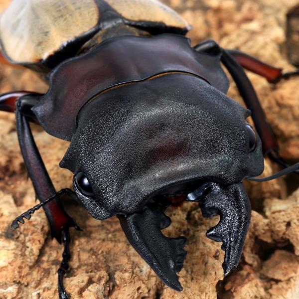 PF_SPQ　Malaysia_insect　クワガタ　ツヤクワガタ　オドントラビス　外国産クワガタ　Odontolabis　femoralis　フェモラリスツヤクワガタ　原名亜種　20260510　2026zenki　y26m05　JA　...