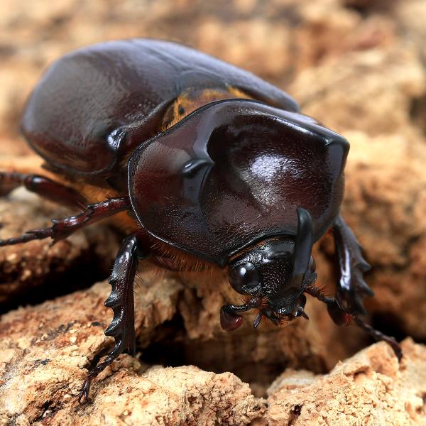 PF_SPQ　sfset　カブトムシ　外国産カブト　Blabephorus　pinguis　クリイロムナクボサイカブト　ピンギス　20260523　y26m05　2026zenki　JA　kongetsunyukainsect