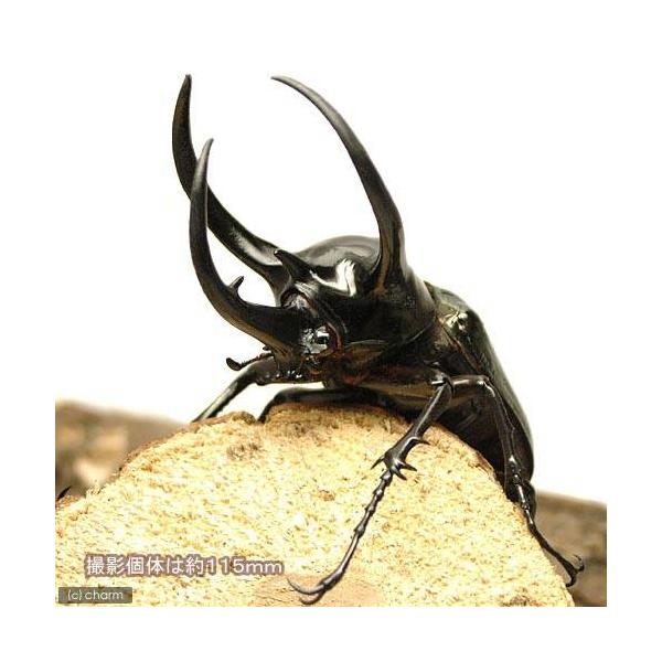 PF_SPQ　▲カブト　カルコソマ　コーカサスオオカブトムシ　マレコ　マレーコーカサス　Chalcosoma　chiron　kirbyi　20260510　y26m05　2026zenki　JA　kongetsunyukainsect