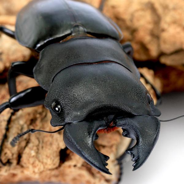 PF_SPQ　クワガタ　Malaysia_insect　▲クワガタ　オドントラビス　クワガタ　外国産クワガタ　成虫　Odontolabis　leuthneri　リュートネル　20260603　y26m06　2026kouki　JA　sele...