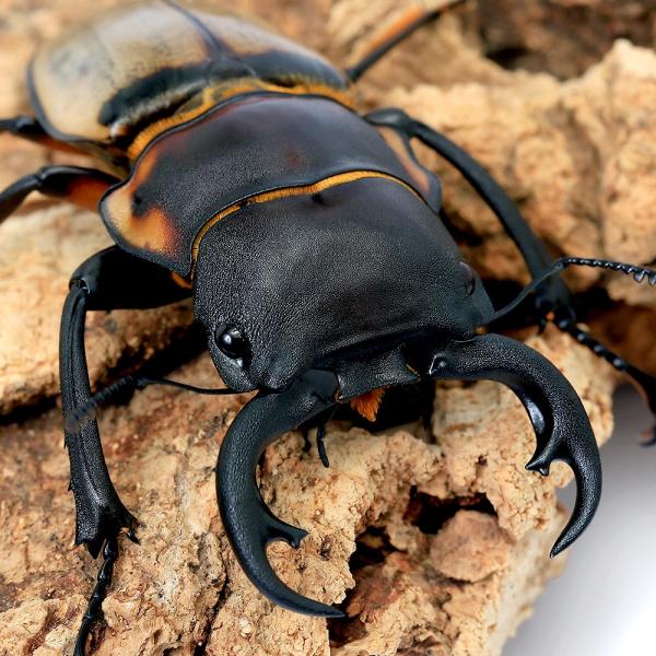 PF_SPQ　Malaysia_insect　▲クワガタ　オドントラビス　カブト・クワガタ・用品　カブトムシ・クワガタ　外国産クワガタ　成虫　Odontolabis　sommeri　lowei　　オドントラビス　ゾンメルツヤクワガタ　202...
