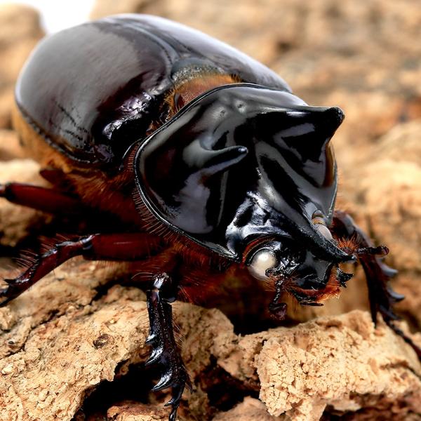 PF_SPQ　sfset　nesia_insect　Strategus　surinamensis　surinamensis　原名亜種　基亜種　カブト　ミツノカブト　外国産カブト　2026kouki　y26m06　20260603　JA　ko...