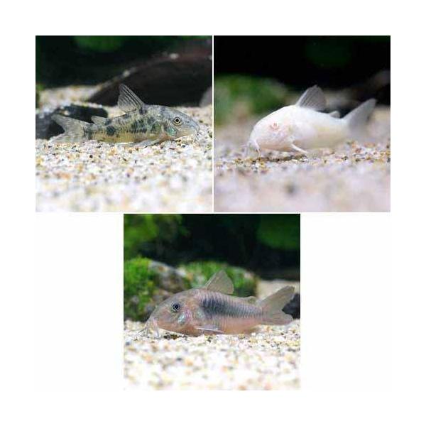 _aqua　熱帯魚・エビ他　コリドラス　ショートノーズ　コリドラス・トリオ　３匹　各種１匹　ビギナーにオススメ　ビギナー小型向け生体　Ｈｏｐｌｉｓｏｍａ　ｐａｌｅａｔｕｍ　Ｃｏｒｙｄｏｒａｓ　ｐａｌｅａｔｕｓ　Ｏｓｔｅｏｇａｓｔｅｒ　ａｅｎ...