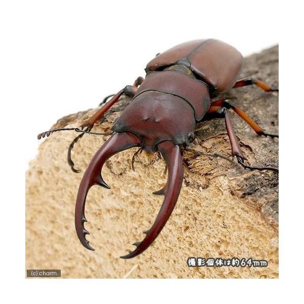 PF_SPQ　クワガタ　外国産ノコギリクワガタ　アスタコイデスノコギリクワガタ　ミズヌマイ　Prosopocoilus　astacoides　mizunumai　20260611　y26m06　2026kouki　JA　kongetsuny...