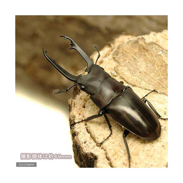 PF_SPQ　昆虫　Philippines_insects　クワガタムシ　外国産ノコギリクワガタ　ブッダノコギリクワガタ　Prosopocoilus　buddha　ebeninus　20260611　y26m06　2026kouki　kon...