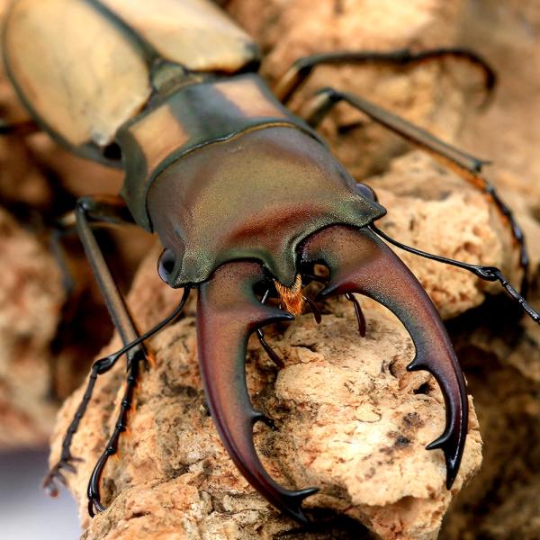 PF_SPQ　昆虫　Thai_Laos_insect　クワガタムシ　キクロマトス　外国産クワガタ　Cyclommatus　albersi　albersi　ホソアカクワガタ　アルバーシホソアカクワガタ　パハンホソアカ　20260627　y26...