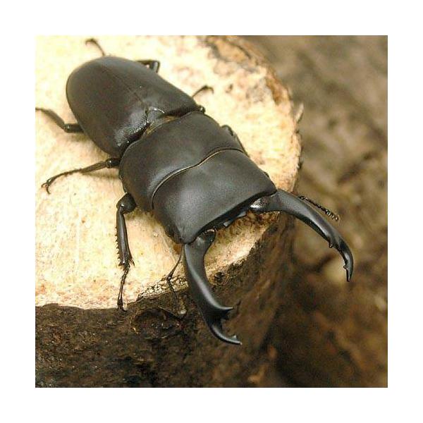 PF_SPQ　Thai_Laos_insect　昆虫　クワガタムシ　外国産クワガタムシ　外国産ヒラタクワガタ　ライヒヒラタクワガタ　Dorcus　reichei　reichei　20260627　y26m06　2026kouki　selec...