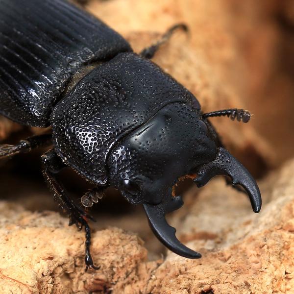 PF_SPQ　昆虫　クワガタムシ　外国産クワガタムシ　外国産ネブトクワガタ　アエグス　フィリピンネブトクワガタ　Aegus　philippinensis　philippinensis　nesia_insect wild_insect　y26...