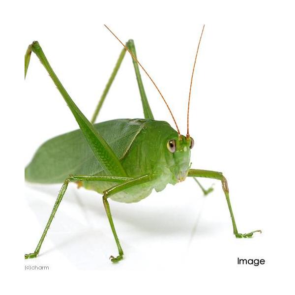 PF_SPQ　サトクダマキモドキ　Ｈｏｌｏｃｈｌｏｒａ　ｊａｐｏｎｉｃａ　insect_database　▲鳴き虫　鳴く虫　バッタ　直翅目　20260709　y26m07　2026kouki　JA
