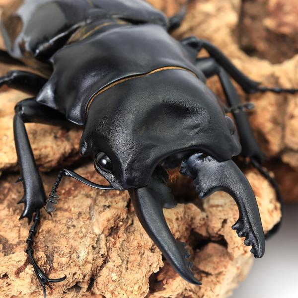 PF_SPQ　Philippines_insects　昆虫　クワガタムシ　外国産クワガタムシ　ツヤクワガタ　オドントラビス　ダールマンツヤクワガタ　Odontolabis　dalmanni　rudicae　20260805　y26m08　2...