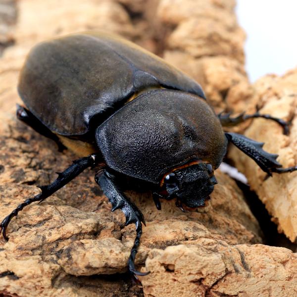 PF_SPQ　_insect　ツノボソカブト　昆虫生体　亜種　Trypoxylus　dichotomus　politus　20260805　y26m08　2026kouki　YO　kongetsunyukainsect