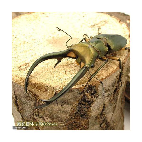 PF_SPQ　nesia_insect　▲クワガタ　キクロマトス　カブト・クワガタ・用品　カブトムシ・クワガタ　外国産クワガタ（成虫）　ルカヌス・キクロマ　20100401mushi_　▲エラフスホソアカクワガタ“スマトラ産”（ＷＤ）　20...