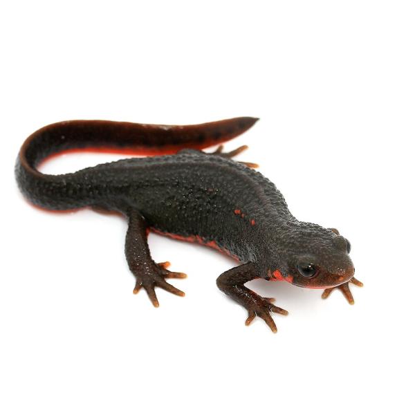 PF_SPQ　Urodela　熱帯魚・エビ他　ザリガニ・その他生体　両爬生体　亀・爬虫類イモリ　アカハライモリ　terra_seitai　kokuubinn_ng　reptile_databas　Ｃｙｎｏｐｓ　ｐｙｒｒｈｏｇａｓｔｅｒ　レア...