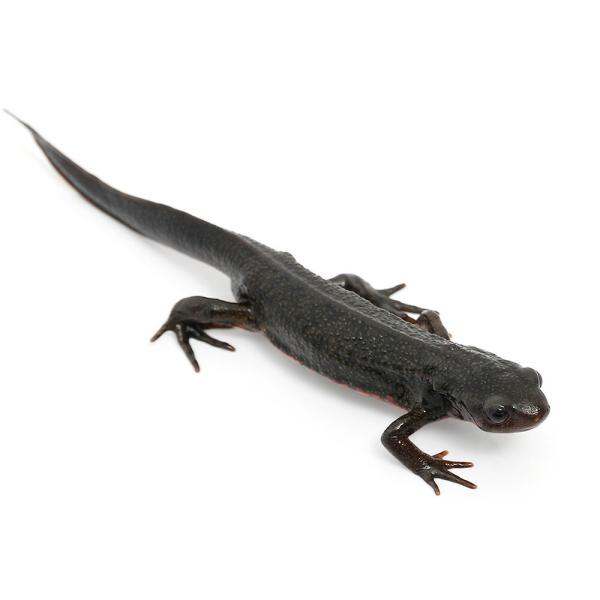 Urodela　熱帯魚・エビ他　ザリガニ・その他生体　両爬生体　亀・爬虫類イモリ　アカハライモリ　terra_seitai　kokuubinn_ng　reptile_databas　Cynops　pyrrhogaster　レア　赤　赤腹赤　...