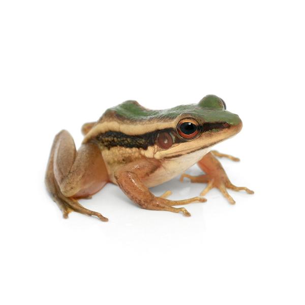 PF_SPQ　Bombina　カエル　両生　両爬生体　亀・爬虫類カエル　amp_Frog　amp_Land_Frog　terra_seitai　kokuubinn_ng　ヒョウガエル　Ｌｉｔｈｏｂａｔｅｓ　ｐｉｐｉｅｎｓ　Rana eryt...