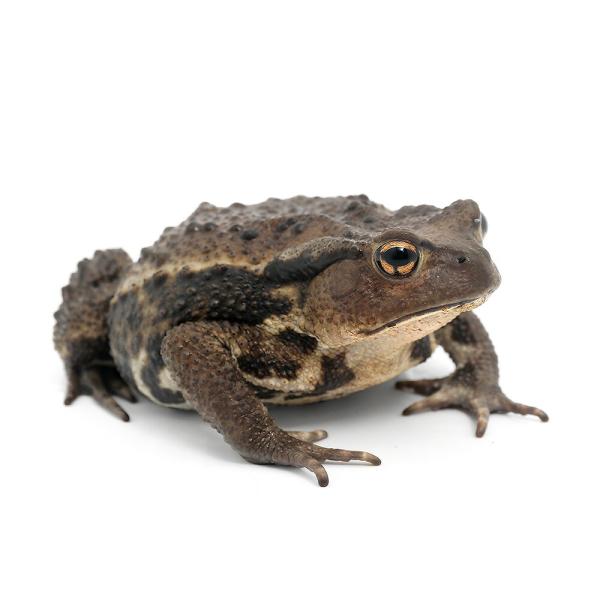 PF_SPQ　カエル　生体　Mycrohilidae　両生　両爬生体　amp_Frog　amp_Land_Frog　terra_seitai　kokuubinn_ng　１匹　アズマヒキガエル　ガマガエル　東ひき蛙　東蟇蛙　東蟾蜍　GI　爬虫...