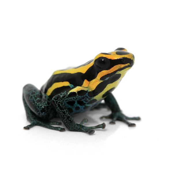 PF_SPQ　カエル　生体　_hachu　sfset　Dendrobatidae　オタマ　両生　両爬生体　亀・爬虫類カエル　amp_Frog　amp_Land_Frog　terra_seitai　kokuubinn_ng　reptile_d...