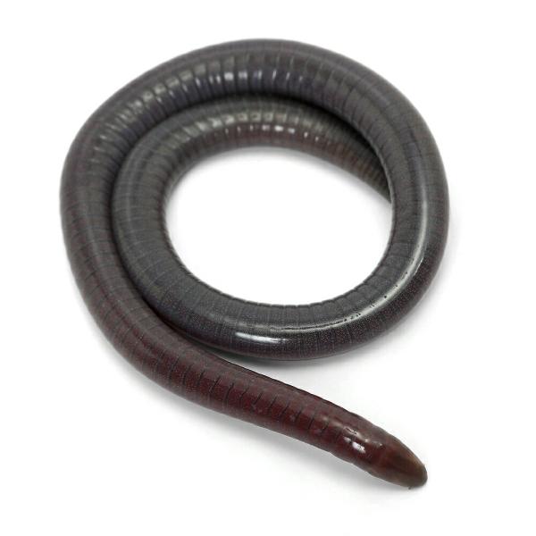 PF_SPQ　Urodela　熱帯魚・エビ他　ザリガニ・その他生体　両爬生体　亀・爬虫類イモリ　amp_Newt　terra_seitai　kokuubinn_ng　イモリ　reptile_databas　3vrTpHZt