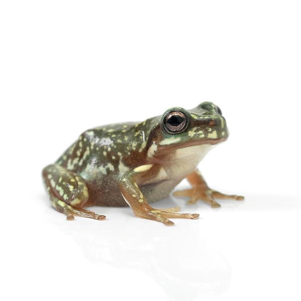 PF_SPQ　カエル　生体　Hylidae　両生　両爬生体　亀・爬虫類カエルmp_Frog　terra_seitaimp_Tree_Frogokuubinn_ng　peroq_s　jduge_s　reptile_databas　amp_Tr...