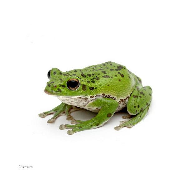 PF_SPQ　Hylidae　カエル　両生　両爬生体　amp_Frog　terra_seitai　モリアオガエル　森青蛙　kokuubinn_ng　R_arboreus　reptile_databas　amp_Land_Frog　20150...