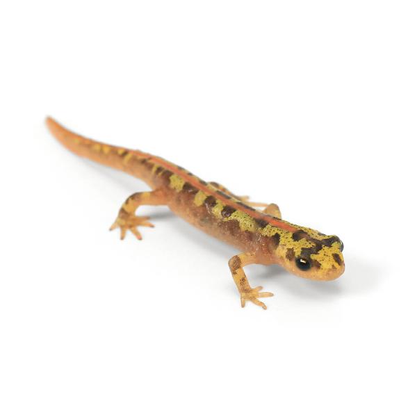PF_SPQ　sfset　_hachu　Urodela　Salamandridae　両爬生体　亀・爬虫類サラマンダー　amp_Salamander　20250718　FI　kokuubinn_ng　wyjnd415爬虫類　reptile_d...