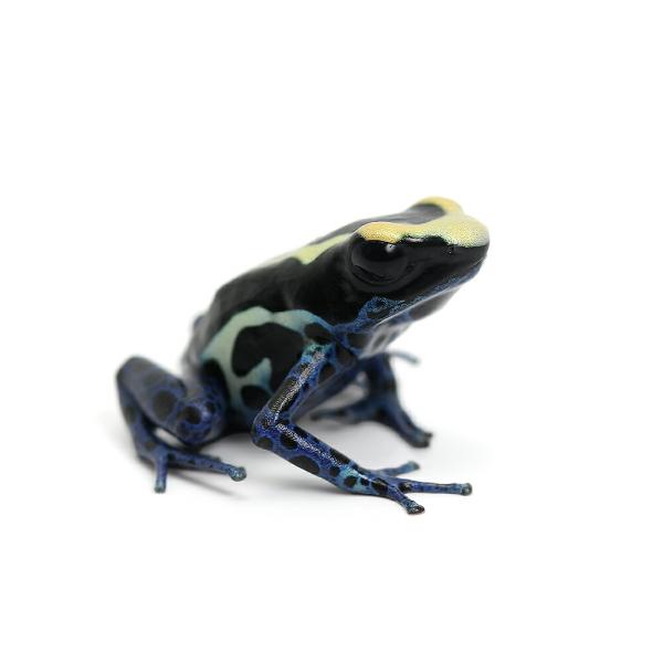 PF_SPQ　カエル　生体　_hachu　sfset　Dendrobatidae　オタマ　両生　両爬生体　亀・爬虫類カエル　amp_Frog　amp_Land_Frog　terra_seitai　kokuubinn_ng　reptile_d...