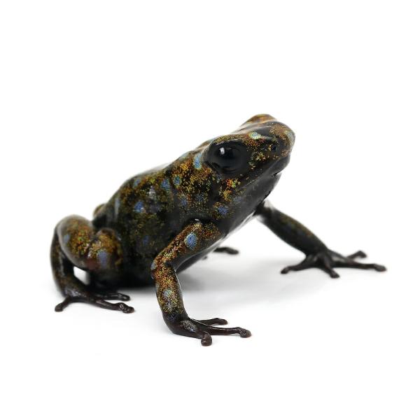 PF_SPQ　_hachu　sfset　カエル　オタマ　両生　両爬生体　亀・爬虫類カエル　シルバティカ　シトゥワ　amp_Frog　amp_Land_Frog　terra_　kokuubinn_ng　reptile_databas　Cana...