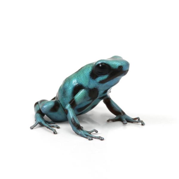 PF_SPQ　カエル　生体　_hachu　sfset　Dendrobatidae　オタマ　両生　両爬生体　亀・爬虫類カエル　amp_Frog　amp_Land_Frog　terra_seitai　kokuubinn_ng　frog_ydk　...