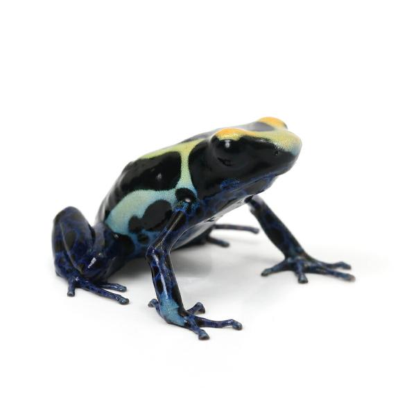 PF_SPQ　_hachu　sfset　Dendrobatidae　カエル　オタマ　両生　両爬生体　亀・爬虫類カエル　amp_Frog　amp_Land_Frog　terra_seitai　kokuubinn_ng　reptile_data...