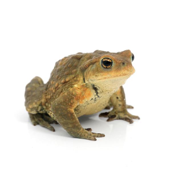 Mycrohilidae　カエル　オタマ　両生　両爬生体　amp_Frog　amp_Land_Frog　terra_seitai　ミヤコヒキガエル　宮古ひき蛙　宮古蟇蛙　宮古蟾蜍　peroq_s　erepu_s　reptile_databa...