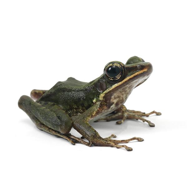 PF_SPQ　　カエル　両生　両爬生体　亀・爬虫類カエル　　ホースガエル　ホースフロッグ　Horse Frog　Odorrana hosii　2026zenki 26ym01　weeklyryouha　irupaqtok　seitaiiru...