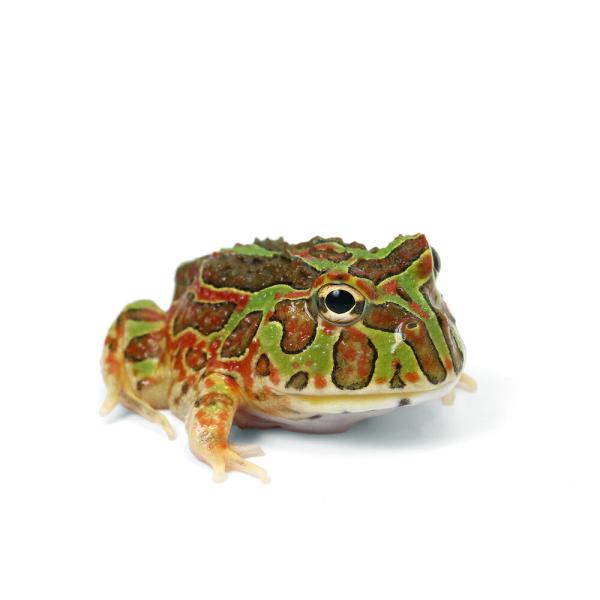 PF_SPQ　Leptodactylidae　カエル　オタマ　両生　両爬生体　亀・爬虫類　チャコガエル　ベルツノ ハイブリッド　hybrid　チャコルツノ　チャコルツノガエル　2026zenki y2026m01 tyamano