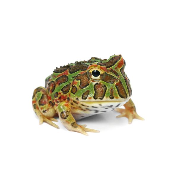 PF_SPQ　Leptodactylidae　カエル　オタマ　両生　両爬生体　亀・爬虫類　チャコガエル　ベルツノ ハイブリッド　hybrid　チャコルツノ　チャコルツノガエル　2026zenki y2026m01 tyamano
