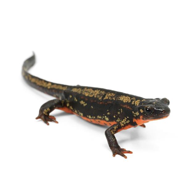 Urodela　熱帯魚・エビ他　ザリガニ・その他生体　両爬生体　amp_Newt　オキナワシリケンイモリ　terra_seitai　kokuubinn_ng　爬虫類　いってんもの　金箔オキナワシリケンイモリ　金箔　金　シリケン　オキナワシリ...