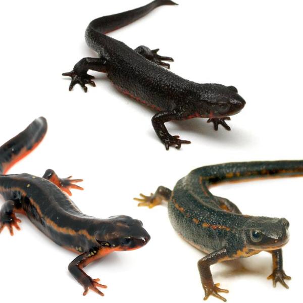 _hachu　_kame　_aqua　熱帯魚・エビ他　亀・爬虫類　生体　イモリ　サラマンダー　航空便不可　アカハライモリ　1匹　Urodela　その他　両爬　amp_Newt　▼アカハライモリ　terra_seitai　kokuubinn_...