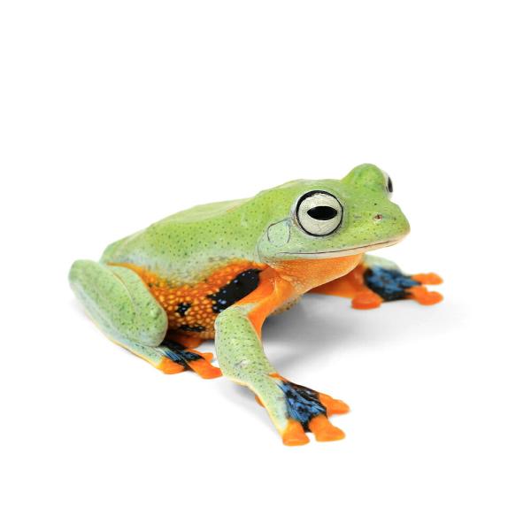 PF_SPQ　亀・爬虫類　Hylidae　カエル　オタマ　両生　両爬生体　マレートビガエル　ヒスイ・トビガエル　トビガエル　レインワード　レインワードトビガエル　20260204　2026zenki　y26m02　TFuji