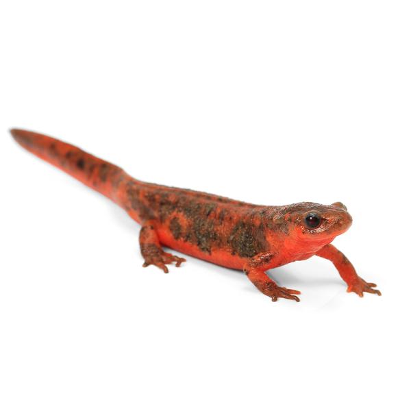 PF_SPQ  Urodela　熱帯魚・エビ他　ザリガニ・その他生体　両爬生体　亀・爬虫類イモリ　アカハライモリ　terra_seitai　kokuubinn_ng　reptile_databas　Ｃｙｎｏｐｓ　ｐｙｒｒｈｏｇａｓｔｅｒ　レ...