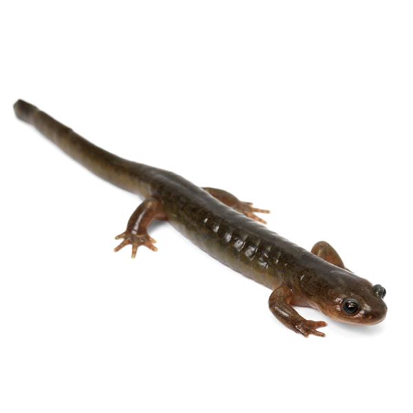 PF_SPQ　Urodela　Ambystomatidae　両爬生体　亀・爬虫類　サラマンダー　山椒魚　amp_Salamander　Ｏ．ｎｉｐｐｏｎｏｂｏｒｅａｌｉｓ　kaijyo　mrs1807_2pd_ryohac 有尾類　ゴリ　古里...