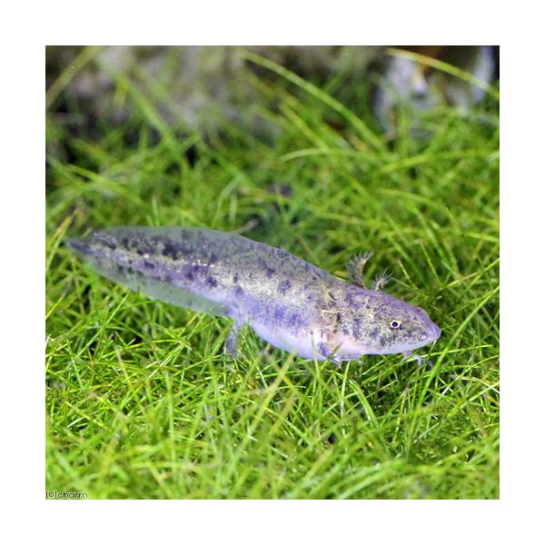 PF_SPQ　muryotassei_800_899　_kame　Urodela　その他生体　両爬生体　amp_Newt　terra_seitai　kokuubinn_ng　爬虫類　水棲　reptile_databas　kaijyo　チャー...