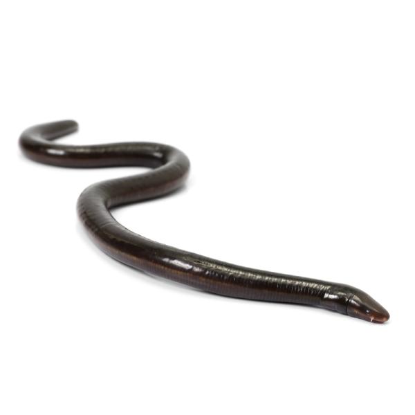 PF_SPQ　Urodela　熱帯魚・エビ他　ザリガニ・その他生体　両爬生体　亀・爬虫類イモリ　amp_Newt　terra_seitai　kokuubinn_ng　イモリ　reptile_databas　ニシジャワヌメ　アシナシイモリ　に...