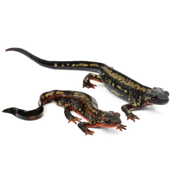 Urodela　熱帯魚・エビ他　ザリガニ・その他生体　両爬生体　amp_Newt　オキナワシリケンイモリ　terra_seitai　kokuubinn_ng　爬虫類　いってんもの　金箔オキナワシリケンイモリ　金箔　金　シリケン　オキナワシリ...