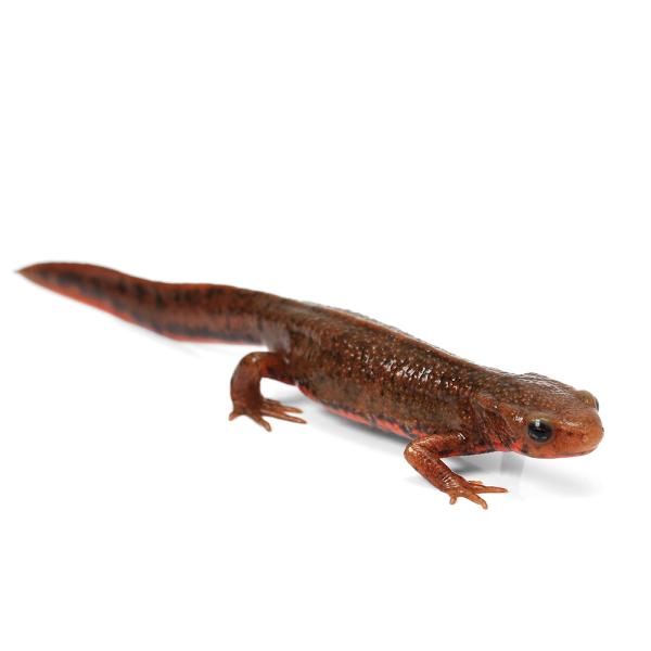 PF_SPQ　Urodela　熱帯魚・エビ他　ザリガニ・その他生体　両爬生体　亀・爬虫類イモリ　アカハライモリ　terra_seitai　kokuubinn_ng　reptile_databas　Ｃｙｎｏｐｓ　ｐｙｒｒｈｏｇａｓｔｅｒ　　赤...