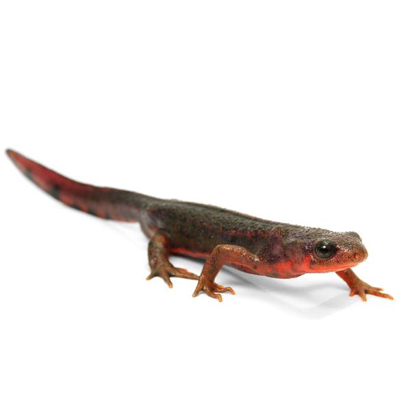 PF_SPQ　Urodela　熱帯魚・エビ他　ザリガニ・その他生体　両爬生体　亀・爬虫類イモリ　アカハライモリ　terra_seitai　kokuubinn_ng　reptile_databas　Ｃｙｎｏｐｓ　ｐｙｒｒｈｏｇａｓｔｅｒ　　赤...