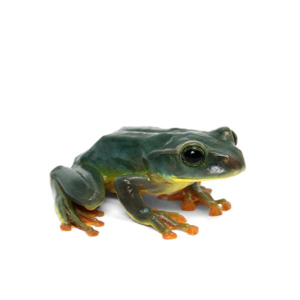 PF_SPQ　Hylidae　カエル　オタマ　両生　両爬生体　亀・爬虫類カエル　amp_Frog　terra_seitai　kokuubinn_ng　reptile_databas　amp_Tree_Frog　アオガエル　チャスジ　2026...