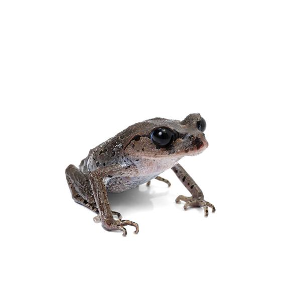 PF_SPQ　カエル　両生　両爬生体　亀・爬虫類　カエル　amp_Frog　amp_Land_Frog　terra_seitai　20260522　ｙ26ｍ06　2026zenki　TFuji　ウデナガ　腕ナガ　ウデナガガエル